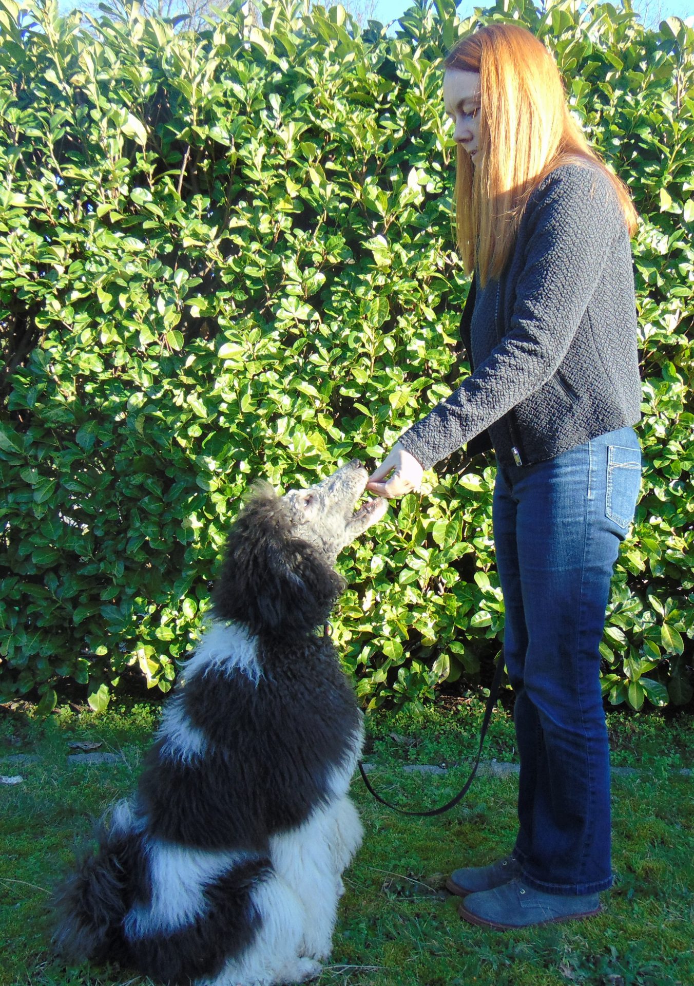 Wie ben ik, ergotherapeut met en zonder therapiehond ...